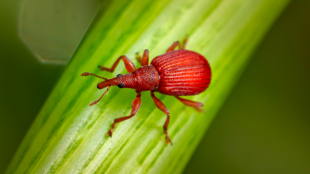 Weevils (Apionidae): In-person workshop - North West Invertebrates